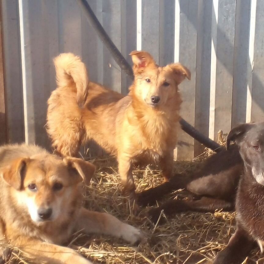 Коротколапая Печенька