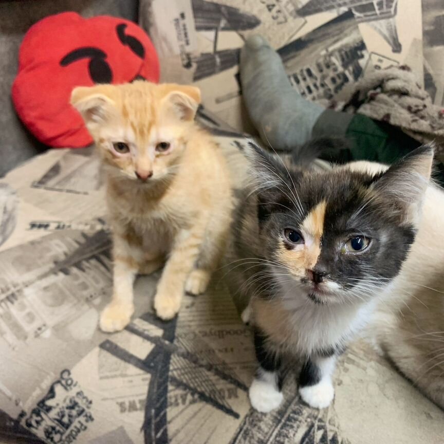 Отдам Котят моих пампушичек в добрые руки