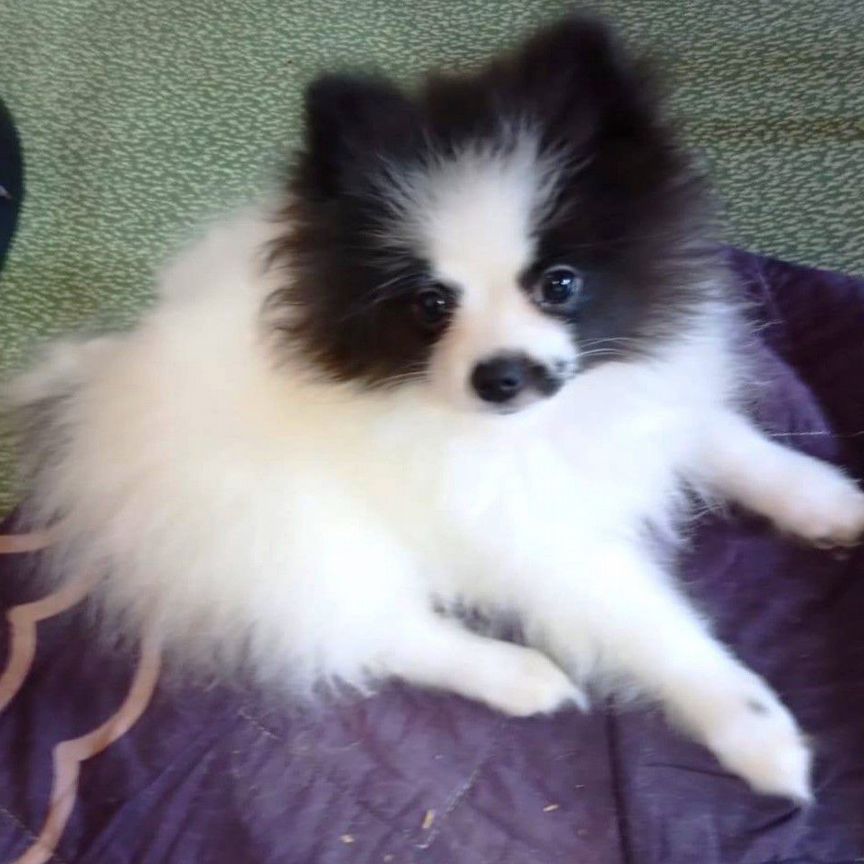 Девочки шпица