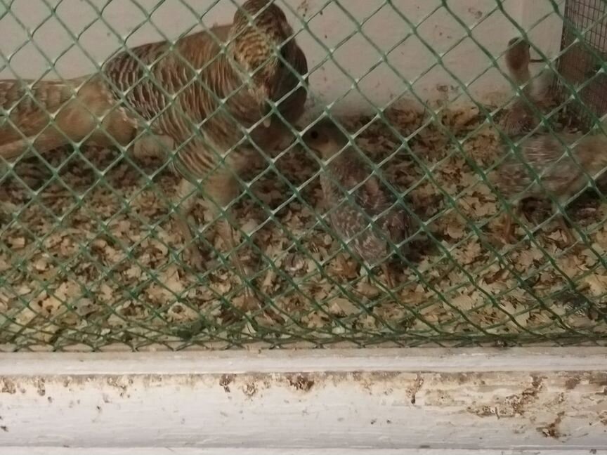 Фазанята лимонного фазана