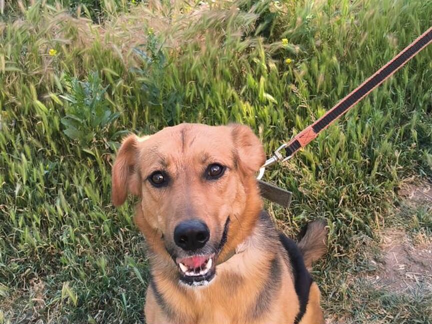 Собака в добрые руки отдам бесплатно