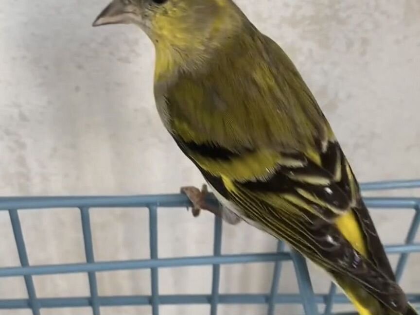 Чижи самец и самка с клеткой