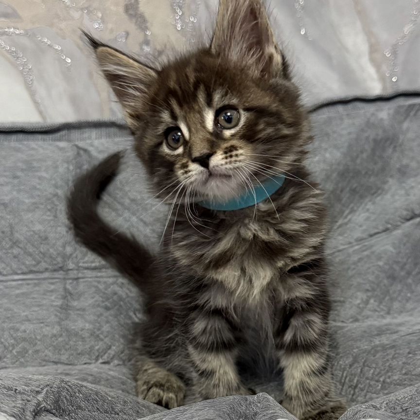 Мейн-кун котёнок