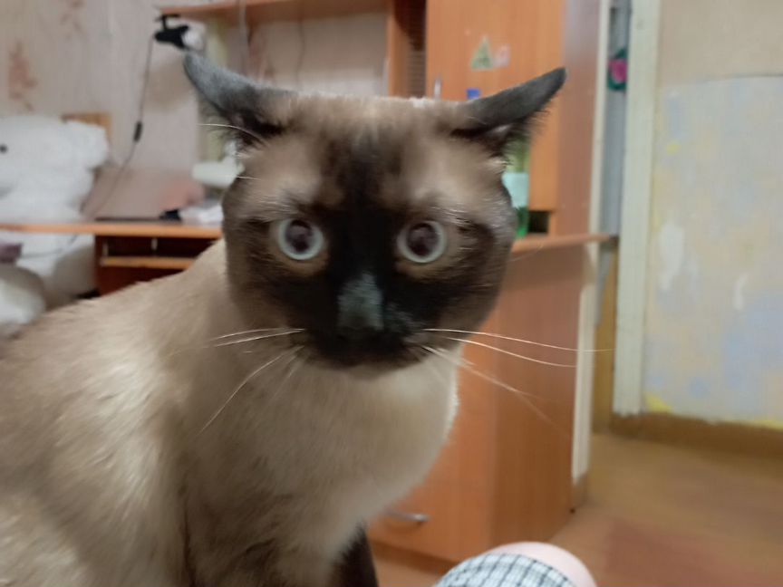 Тайский кот