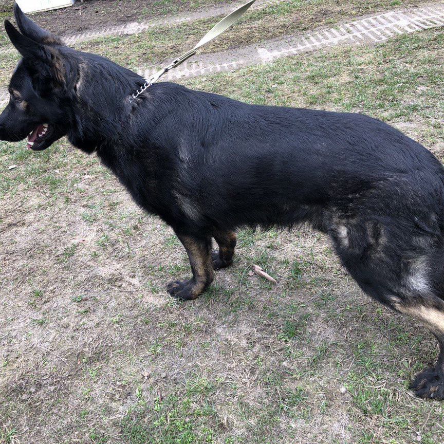 Немецкая овчарка