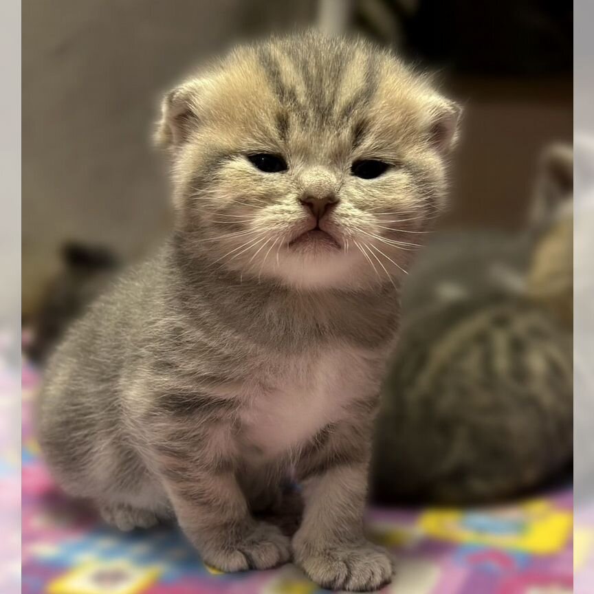 Шотландские котята