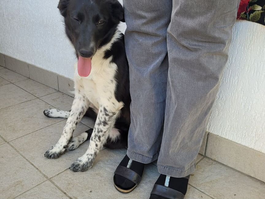 Собака в добрые руки 11 месяцев стерилизованная