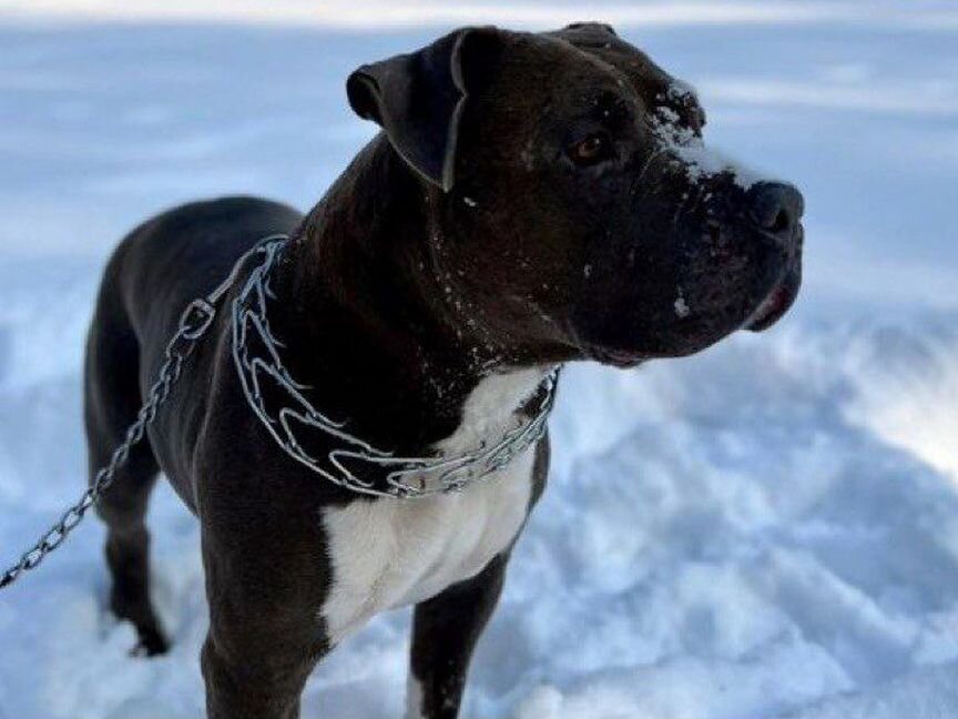 Стаффордширский терьер