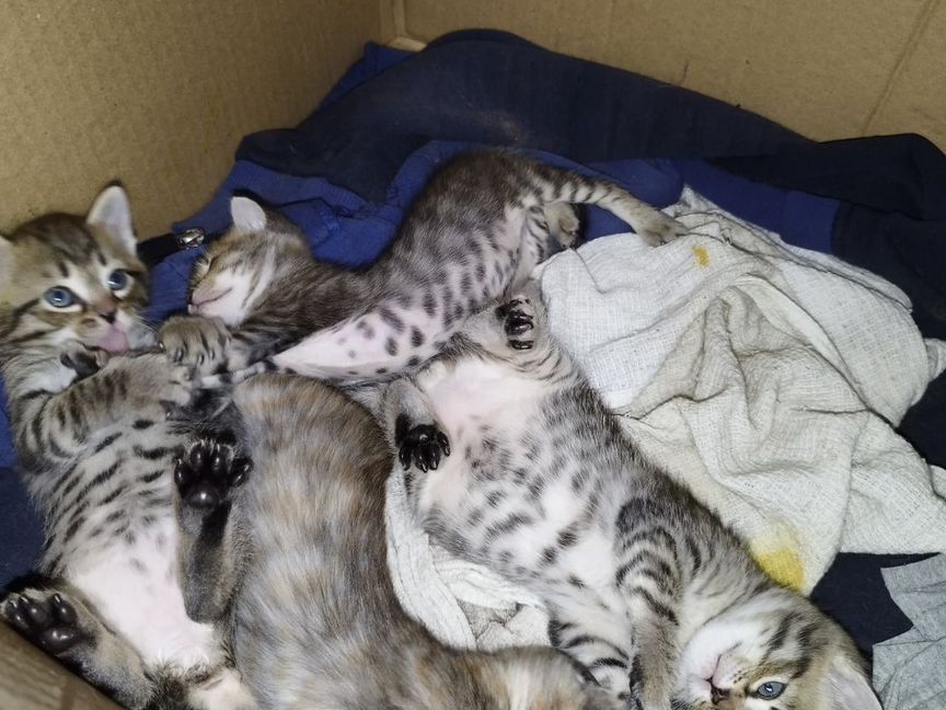 Котята в добрые руки 1 месяц