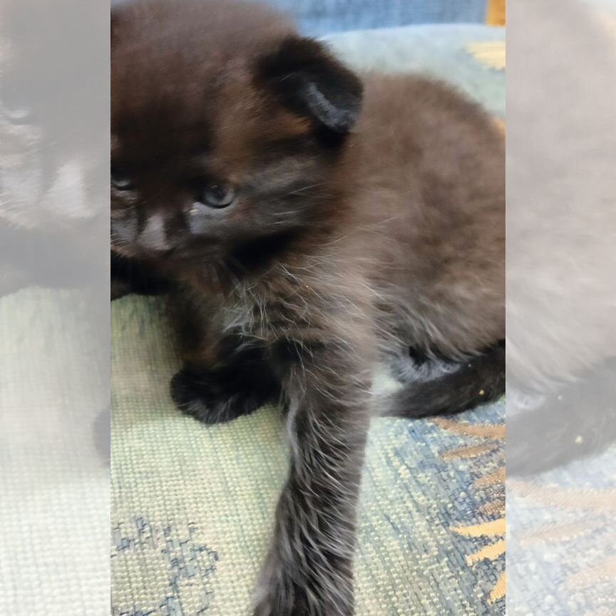 Шотландский вислоухий длинношёрстный котёнок
