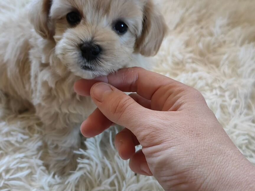 Мальтипу бэби фейс с документами