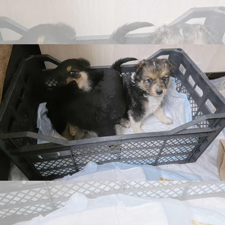 Щенок в добрые руки