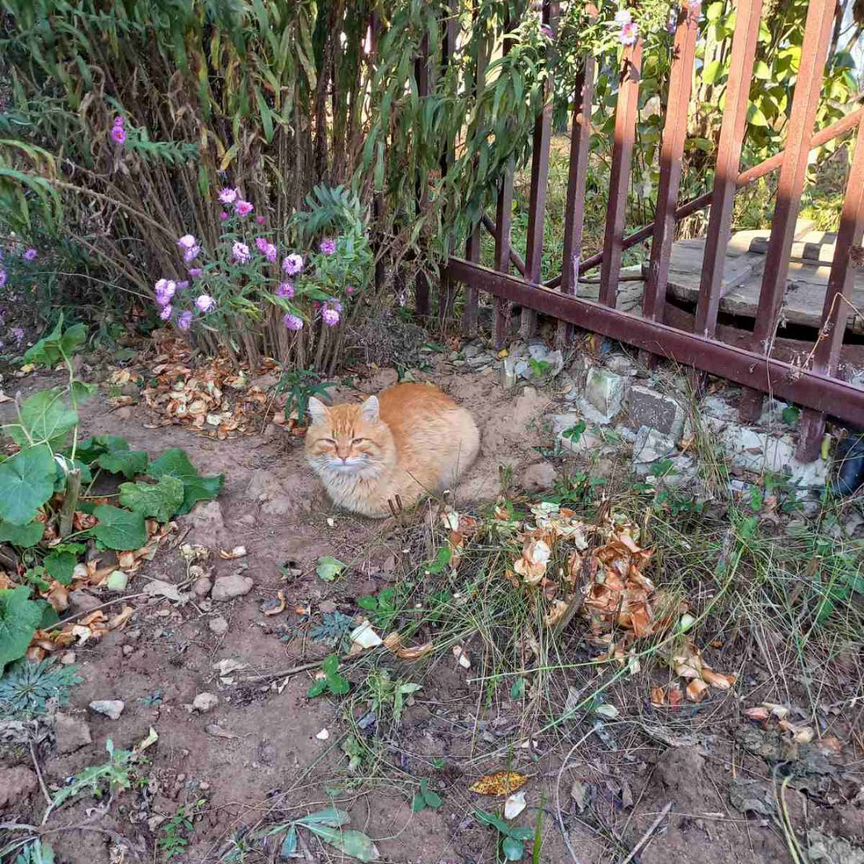 Рыжий котейка