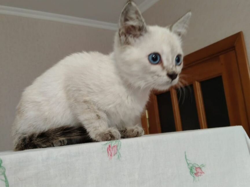 Котята тайской кошки