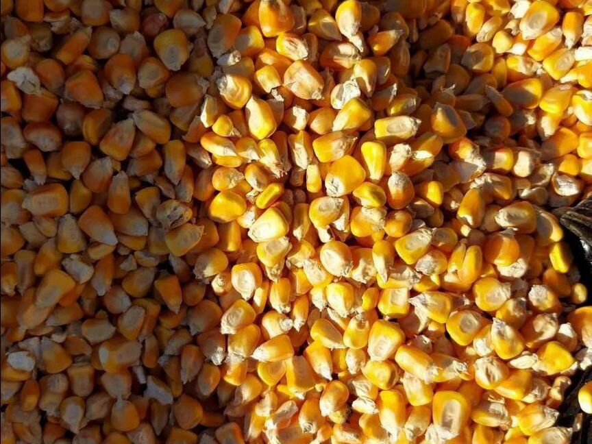 Просо, Фуражный овёс корма