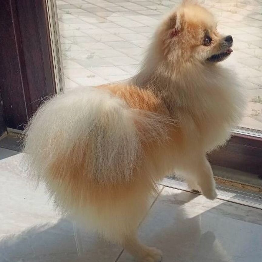 Померанский шпиц, взрослый пёс