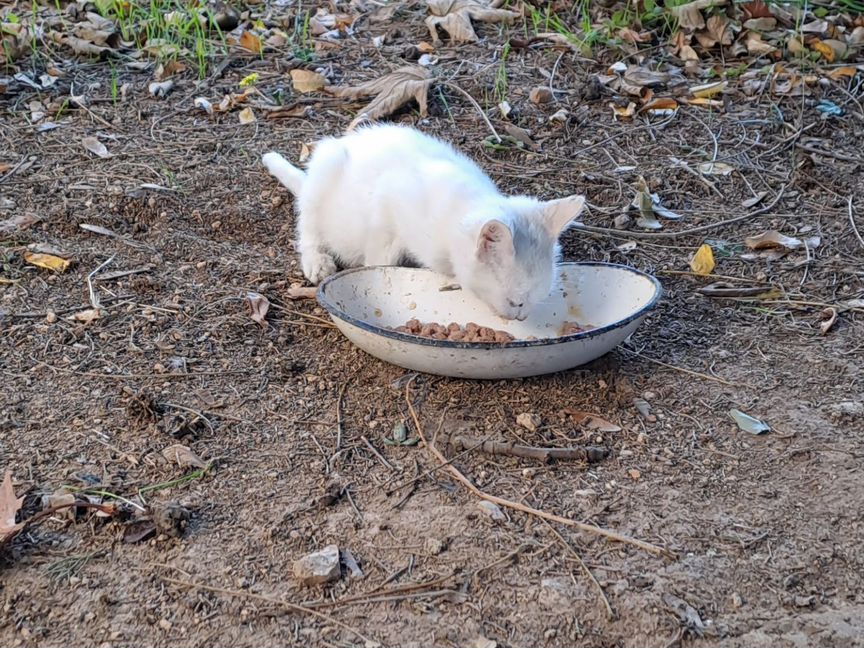 Котята дворяне