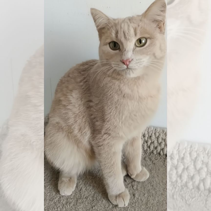 Взрослая, Девочка кошка в добрые руки