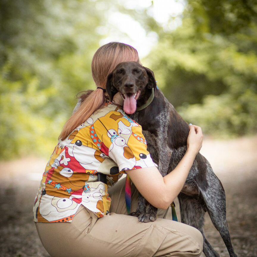 Курцхаар в добрые руки