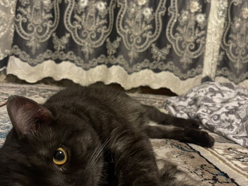 Кот