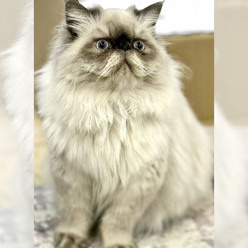 Персидский кот вязка