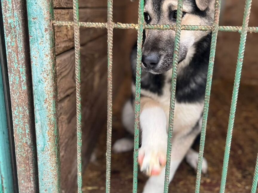 Щенок Буба из приюта