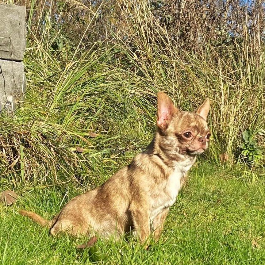 Вязка шоко-тигр гш мини