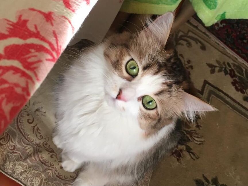 Кошечка Мальвина