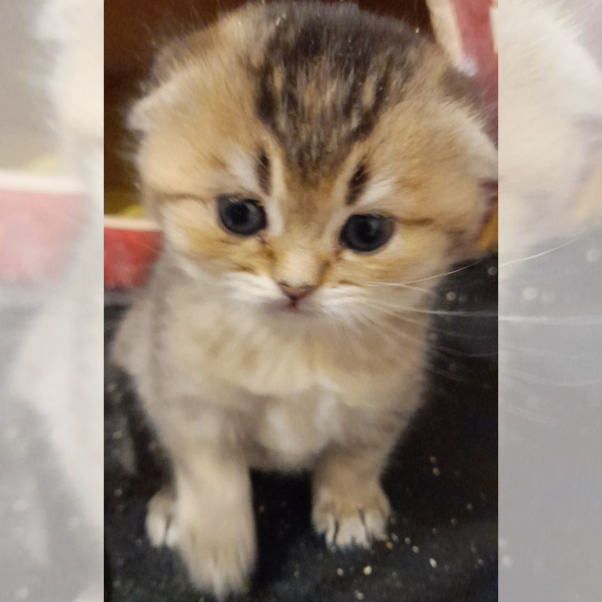 Шотландский вислоухий короткошёрстный котёнок