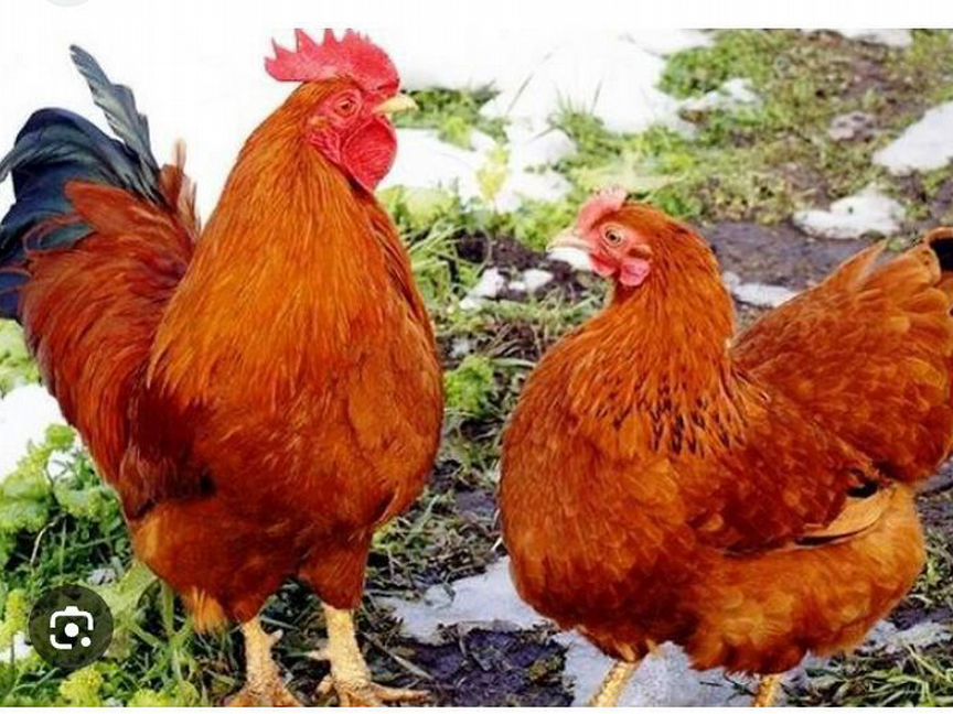 Цыплята Тетра хб(Венгерский великан)