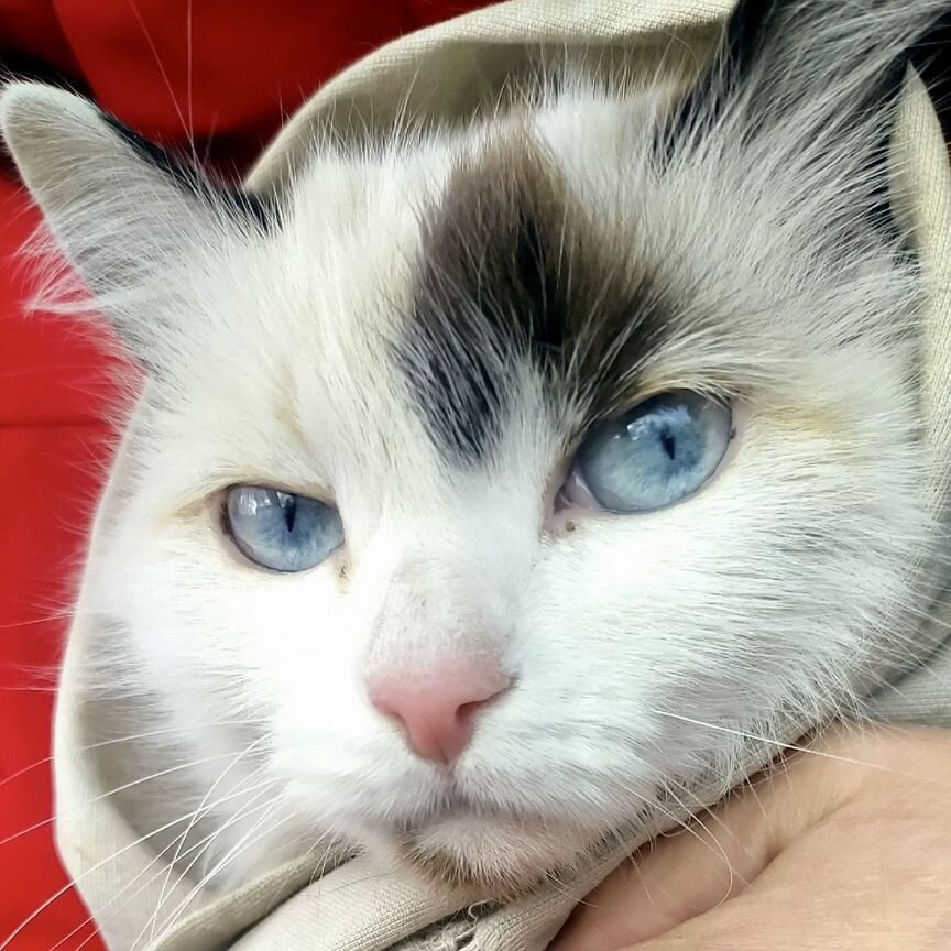 Колорпойнт, взрослая кошка