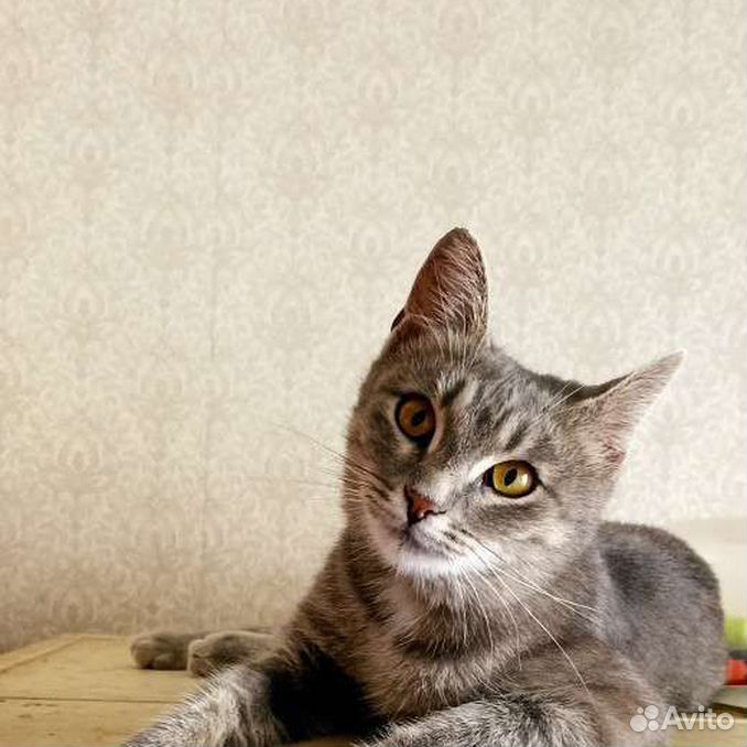 Котенок девочка в дар бесплатно породистый