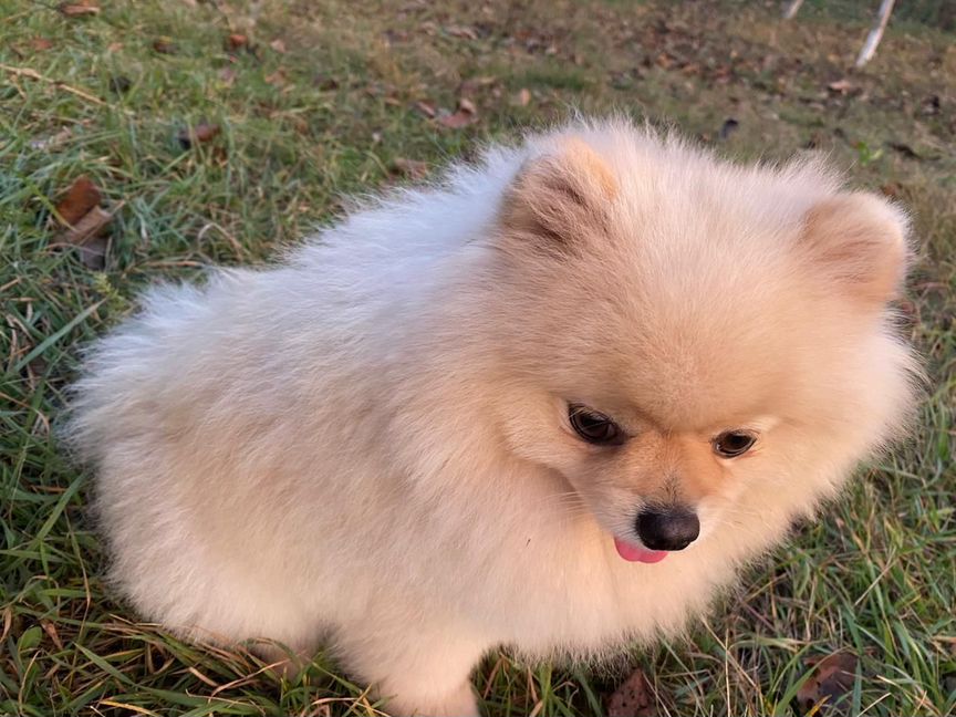 Мини шпиц для вязки