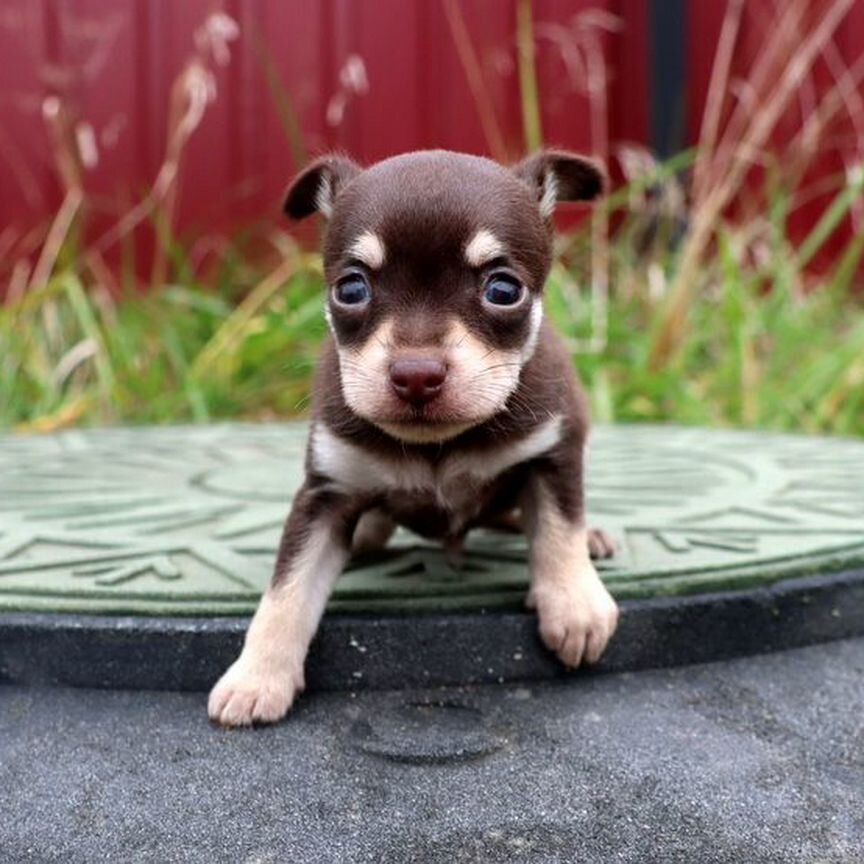 Шоколадный кобель мини