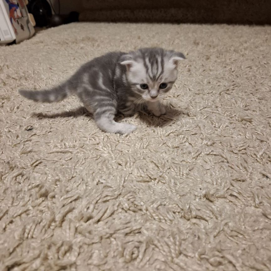 Шотландский вислоухий серый кот