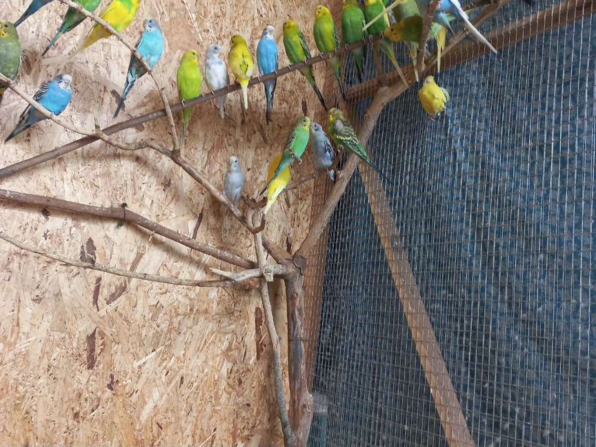 Волнистый попугай