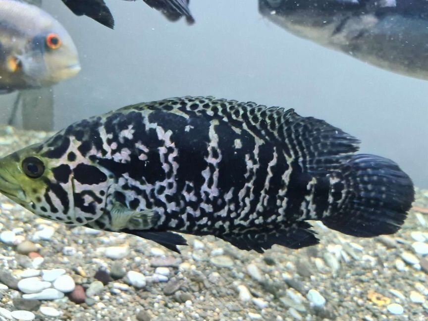 Манагуанская цихлазома