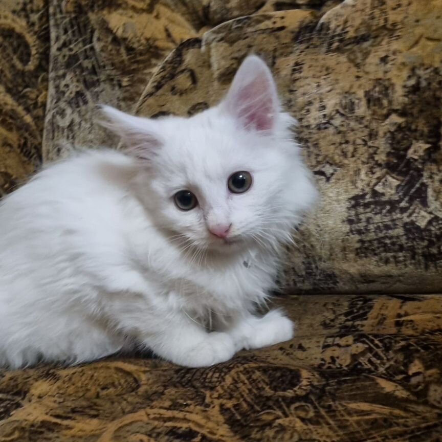 Пушистый котёнок (кошечка) в добрые руки