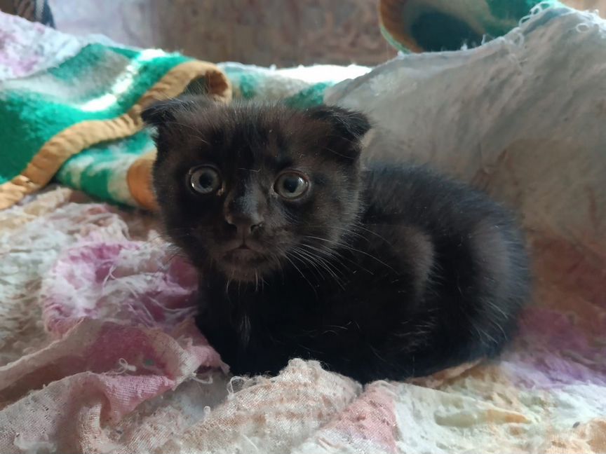 Котята в добрые руки мальчики