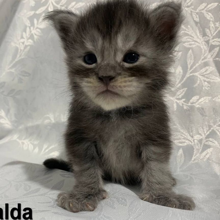 Котенок мейнкун черный дым