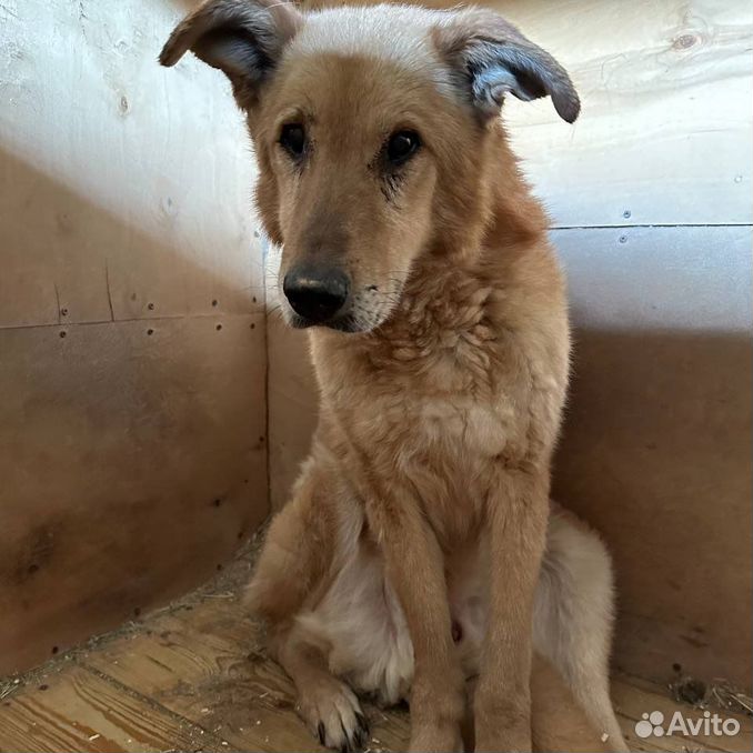 Собака Златан старичок из приюта ищет дом