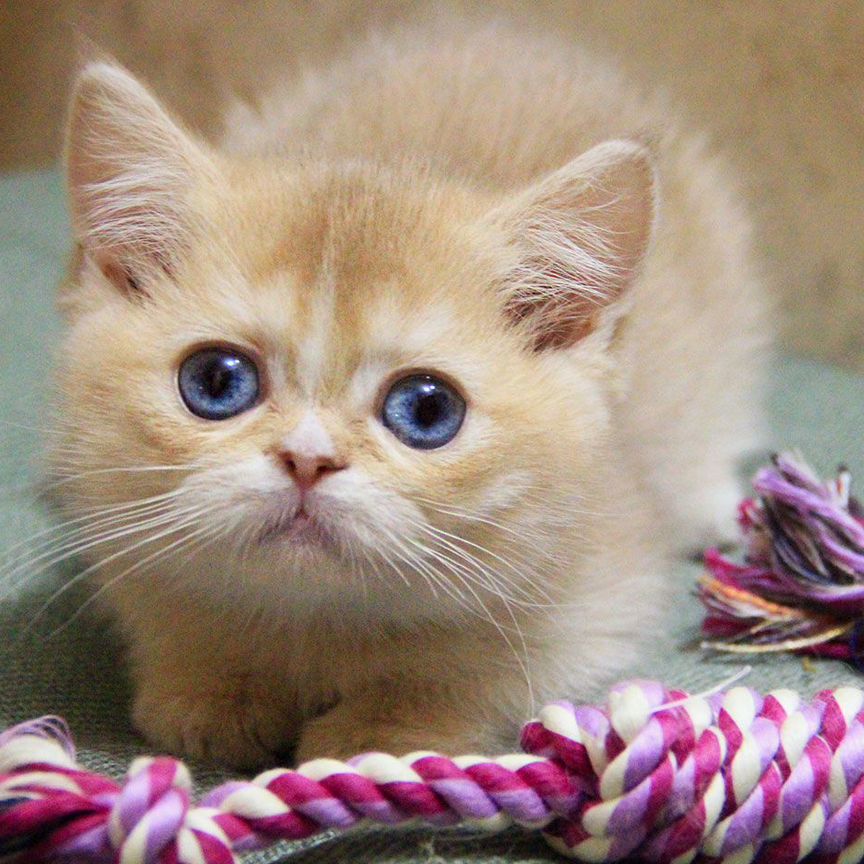 Британский короткошёрстный котёнок