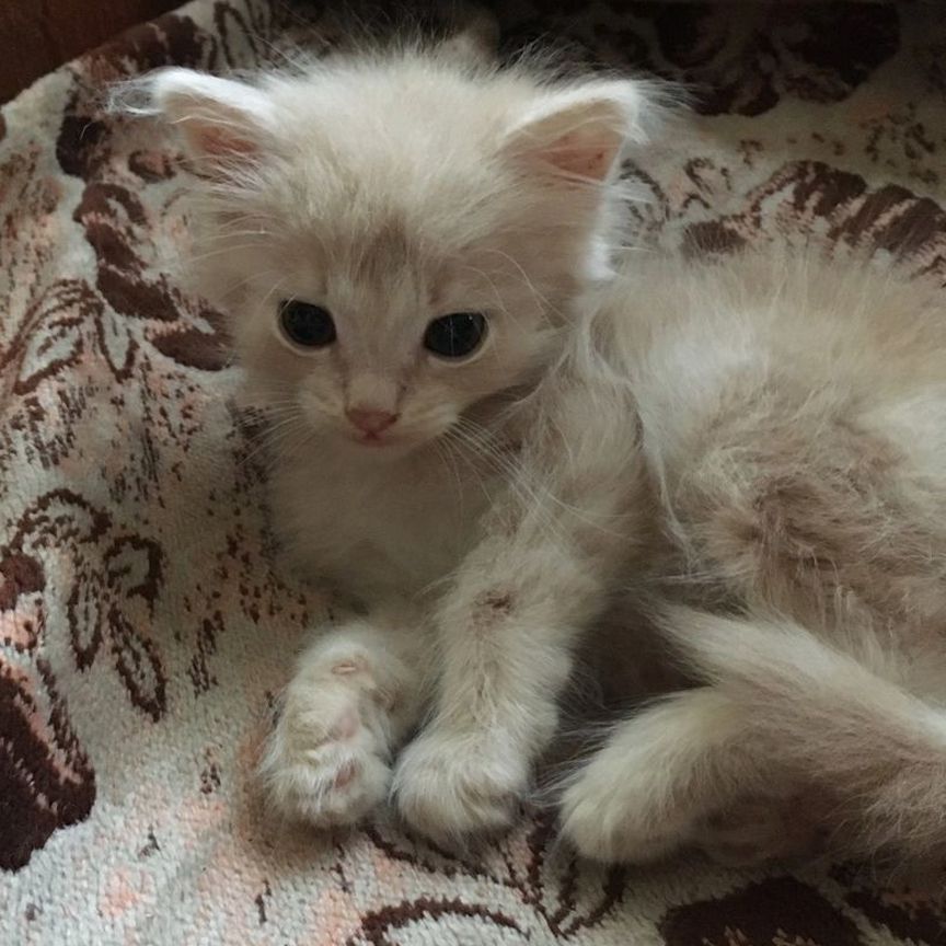 Котëнок