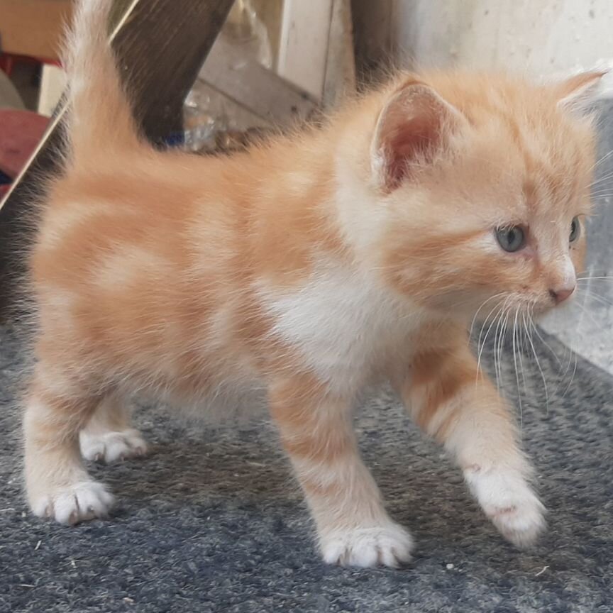 Пушистая принцесса ищет домик