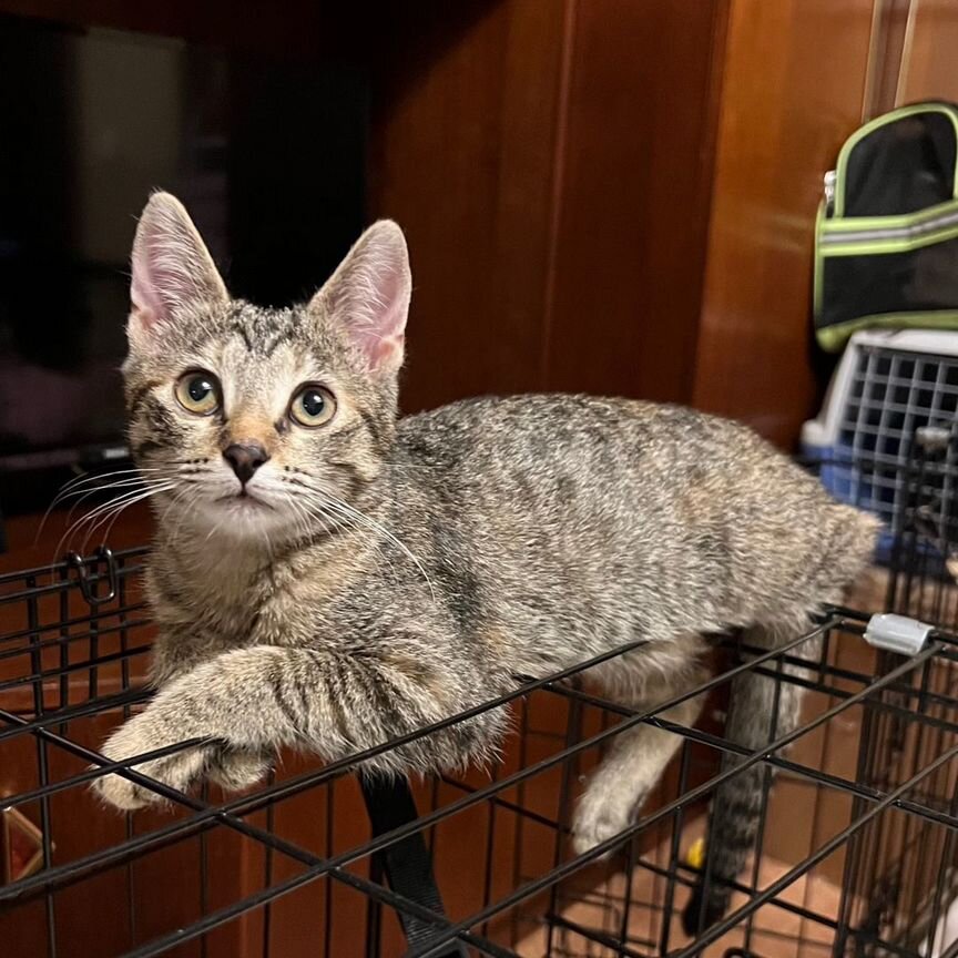 Миниатюрная котенок девочка ищет дом