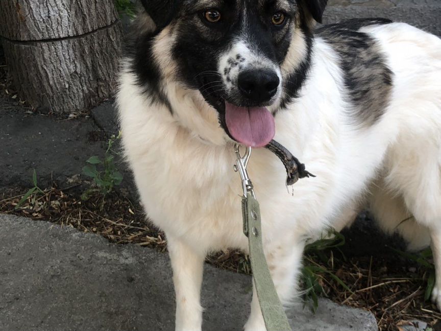 Собака Маша стерилизованная в добрые руки