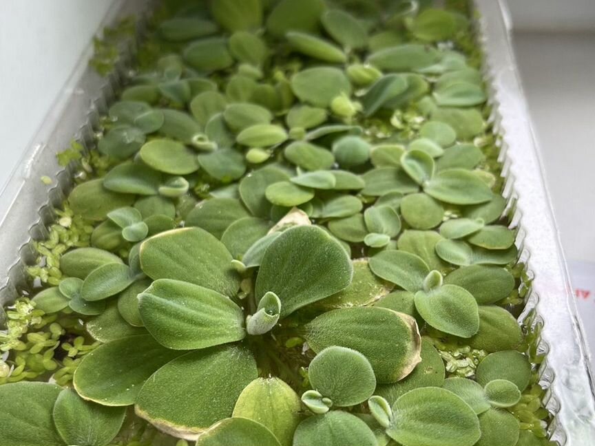 Растения Пистия, Ряска для аквариума + улитка