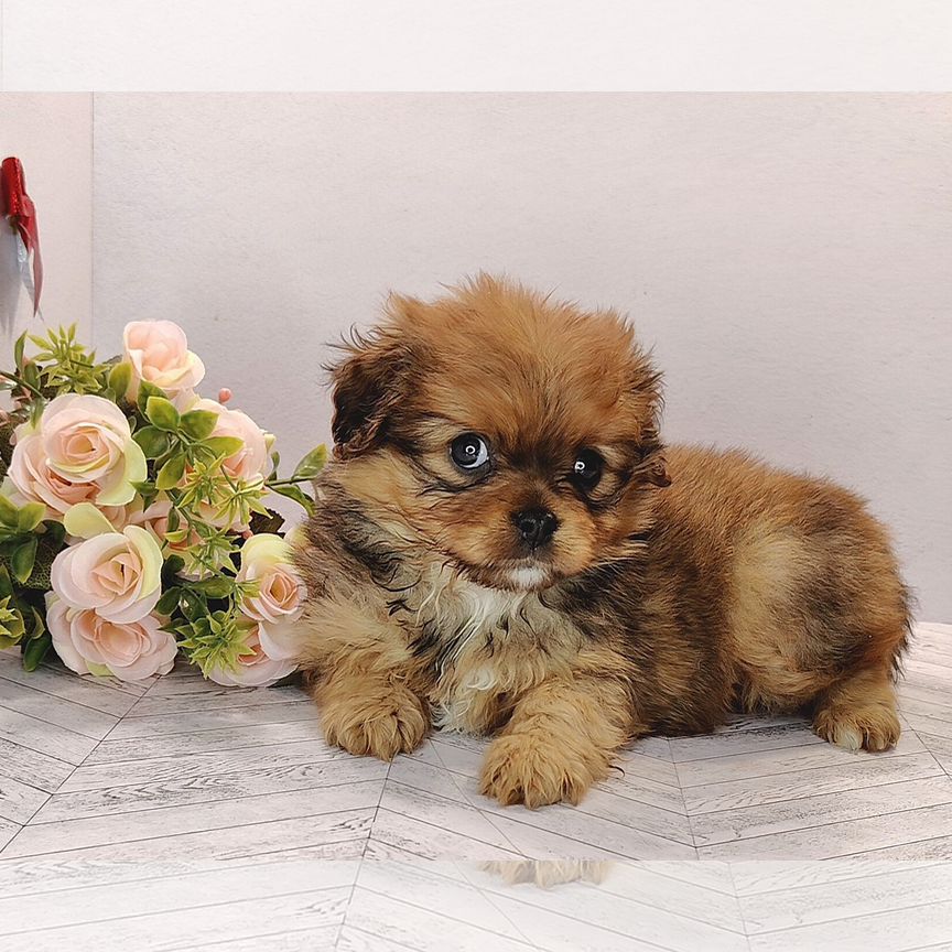 Померанский шпиц, щенок