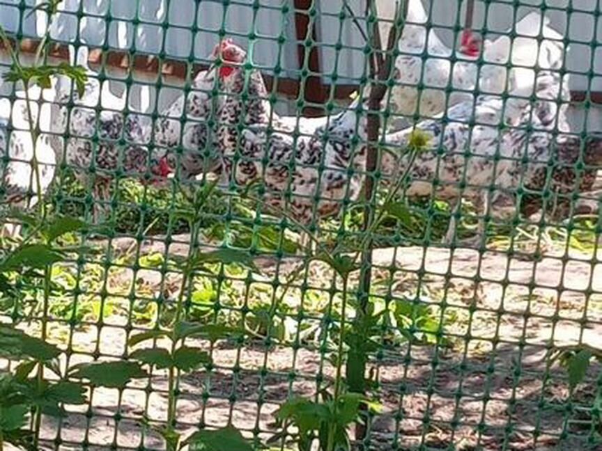 Павловские, пушкинские. Инк яйцо