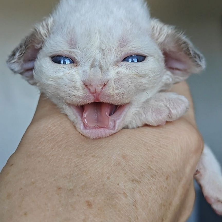 Самые неповторимые малыши